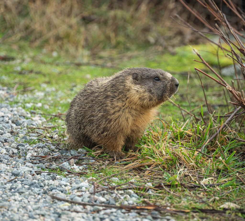 Yellow-bellied Marmot from Tsawwassen, Delta, BC, Canada on February 5 ...