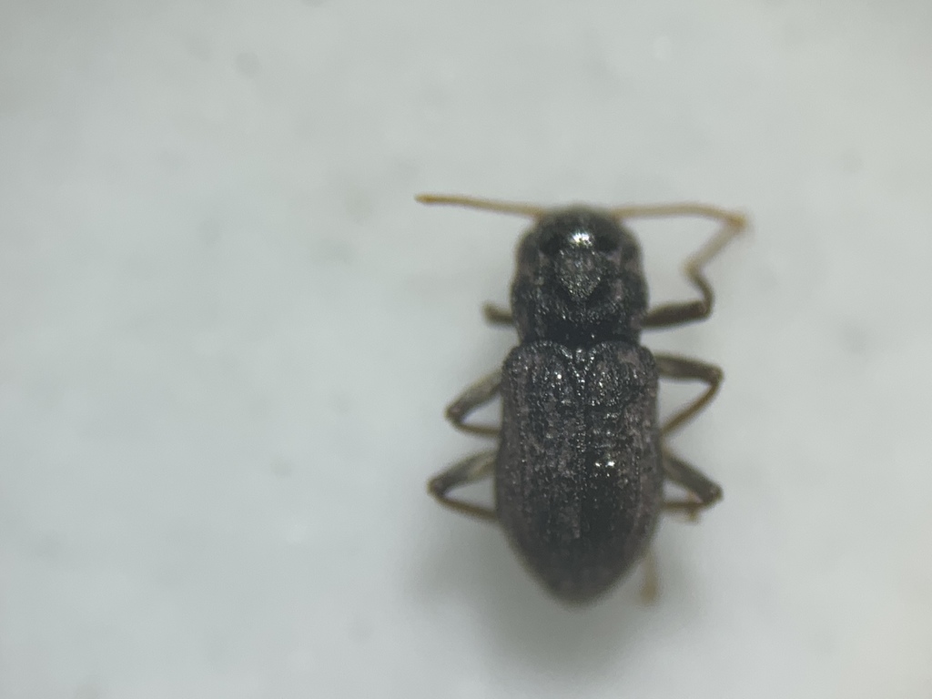 Microcylloepus from CA-127, Shoshone, CA, US on January 30, 2020 at 10: ...