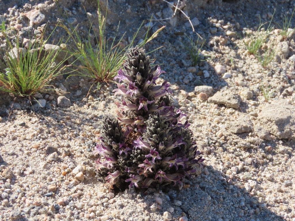 desert broomrape from Riverside County, CA, USA on February 4, 2026 at ...