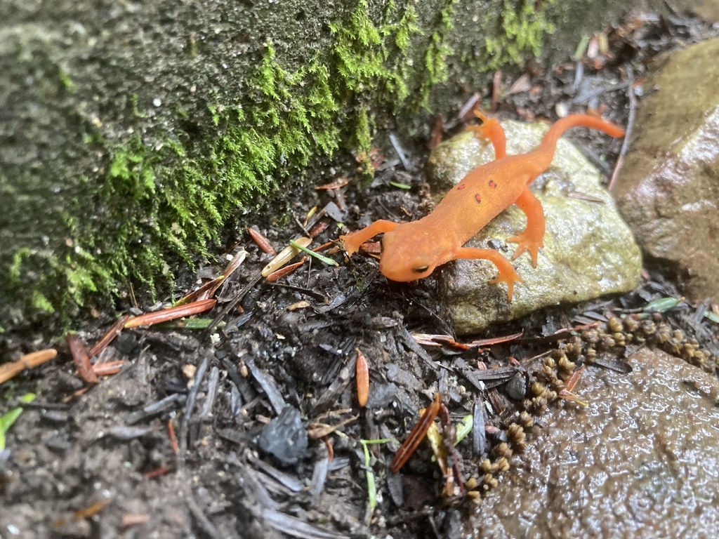 Eastern Newt from George Washington & Jefferson National Forests ...