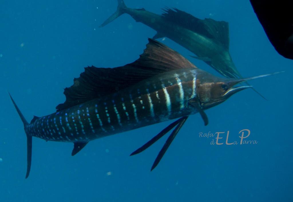 Billfishes (Istiophoridae) - Marine Life Identification