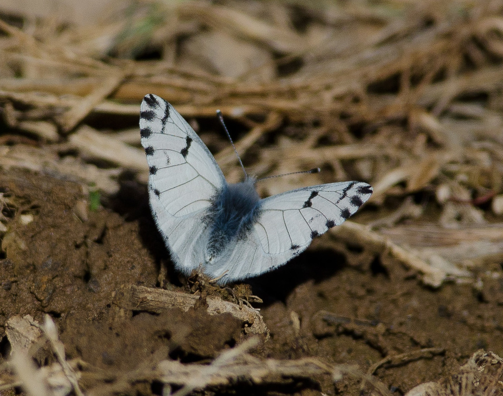 Spring White (Butterflies / Moths of Highline Lake State Park ...