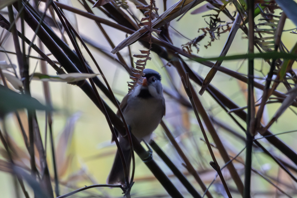 Gray-headed Parrotbill from 中国广东省揭阳市揭东区 on February 06, 2026 at 05:07 ...