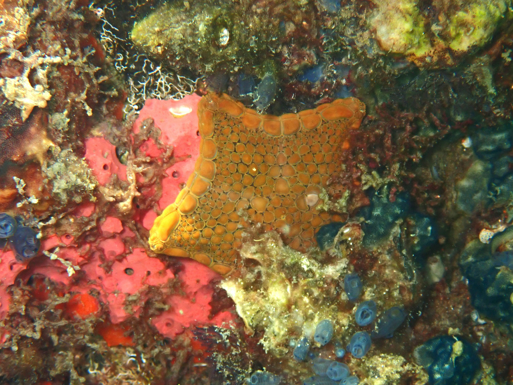 Common Biscuit Star from Busselton WA 6280, Australia on February 6 ...