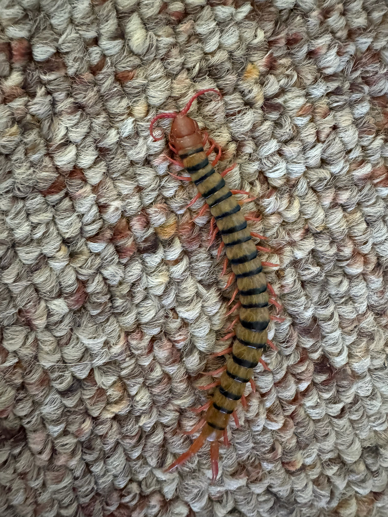 Red-headed Centipede from Tardun, WA, AU on February 4, 2026 at 03:42 ...