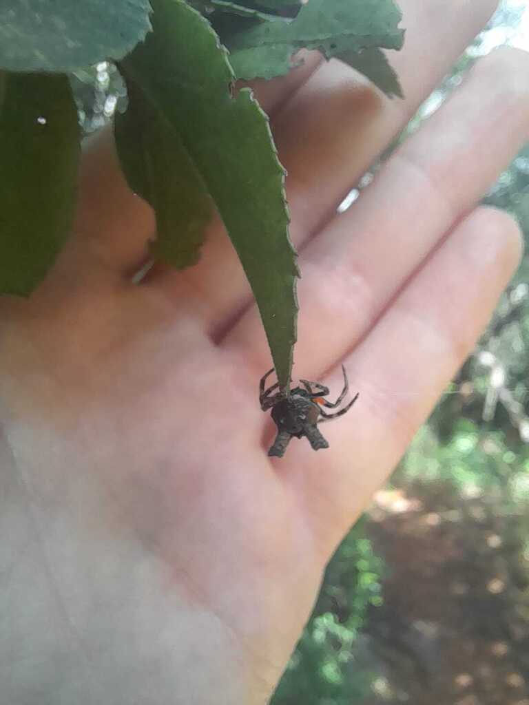 Common Bark Spider from Vhembe District Municipality, South Africa on ...