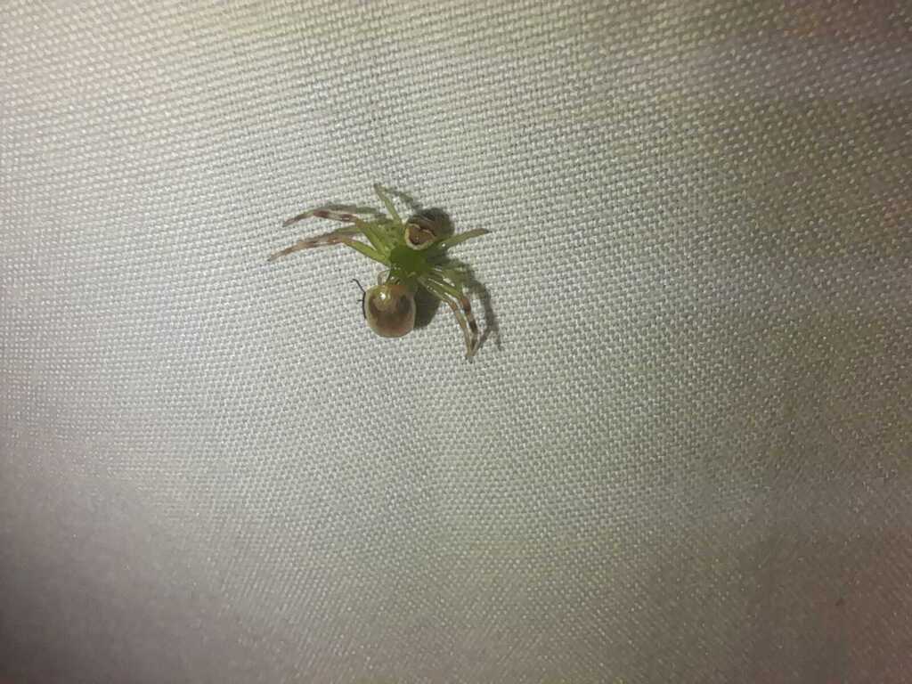 African Mask spider from Vhembe, ZA-NP, ZA on February 5, 2026 at 05:42 ...