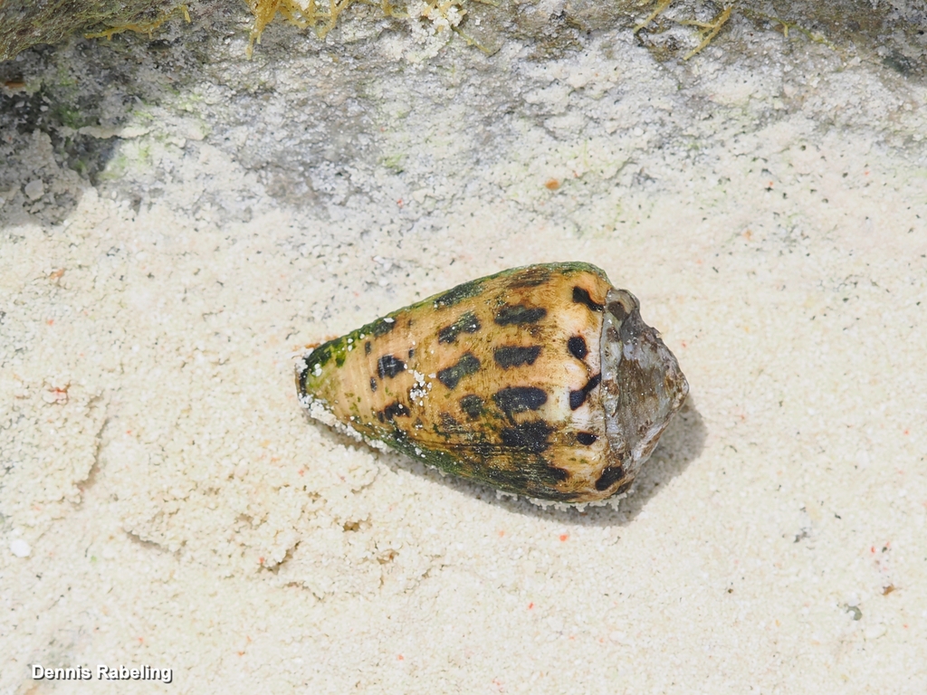Black-and-white Cone Snail from Kusini, TZ-ZS, TZ on January 15, 2026 ...