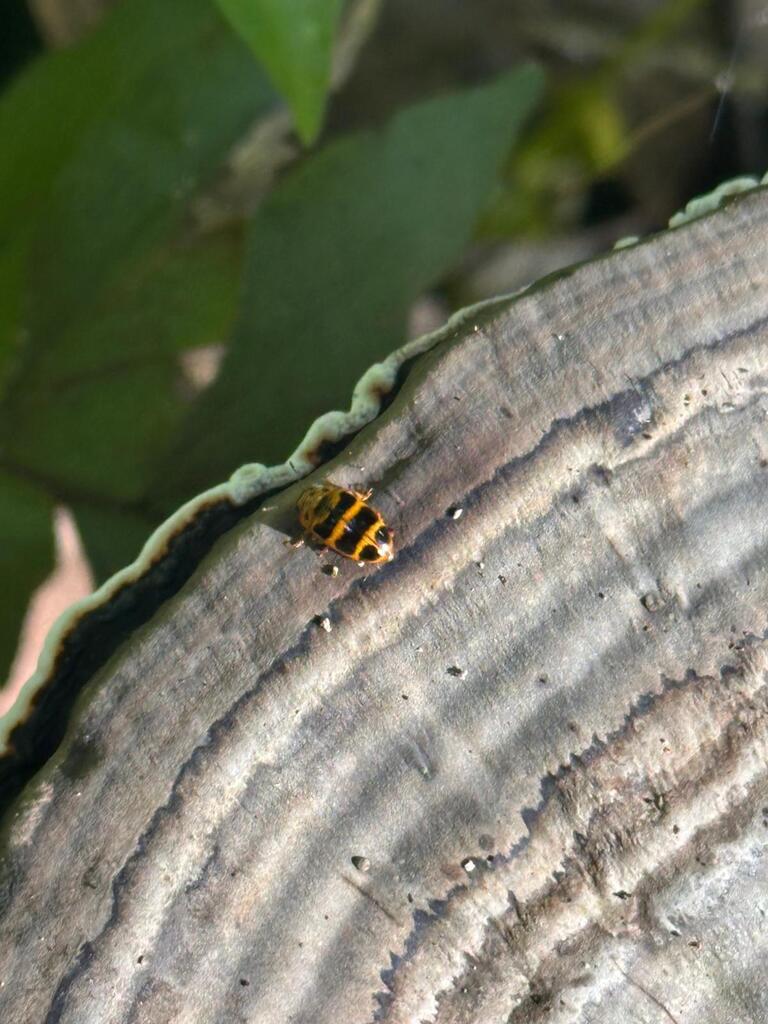 Mycotretus from Kawsay Biological Station on February 6, 2026 at 11:46 ...