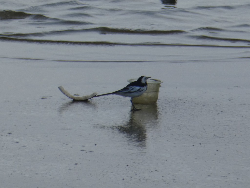 White Wagtail from Yueyanglou District, Yueyang, Hunan, China on June 7 ...