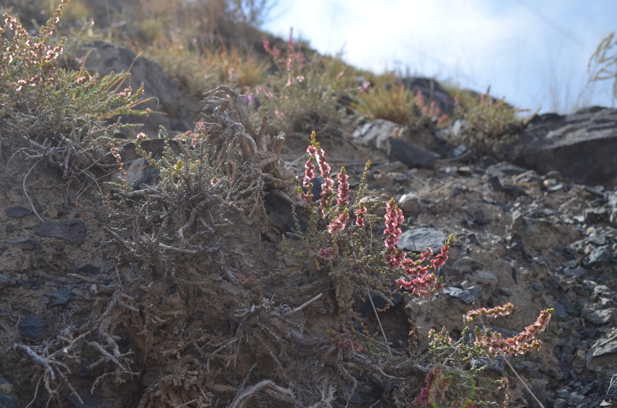 Caroxylon gemmascens subsp. gemmascens