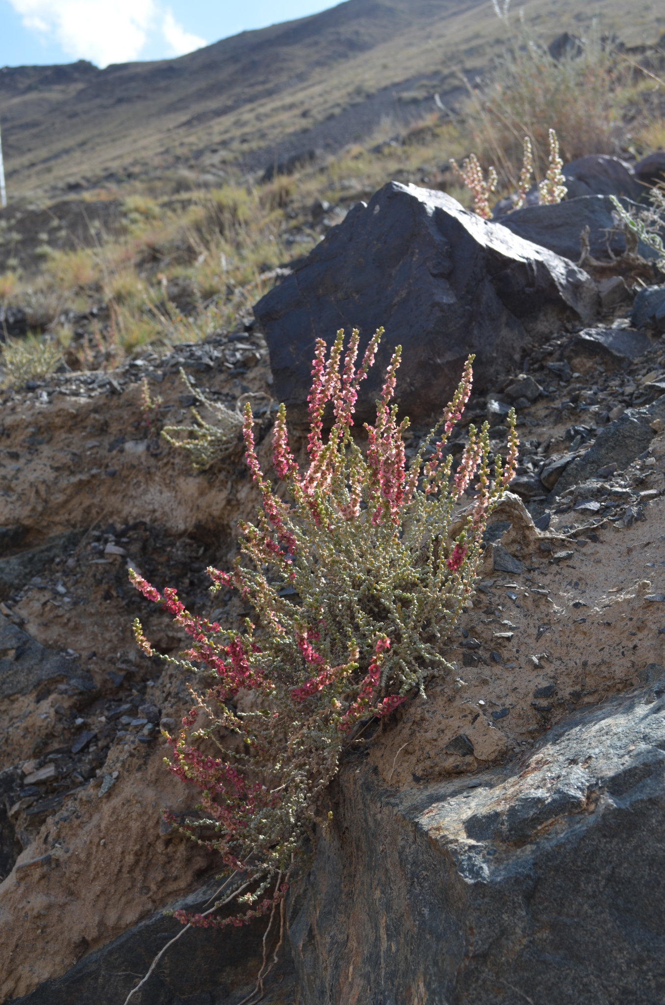 Caroxylon gemmascens subsp. gemmascens