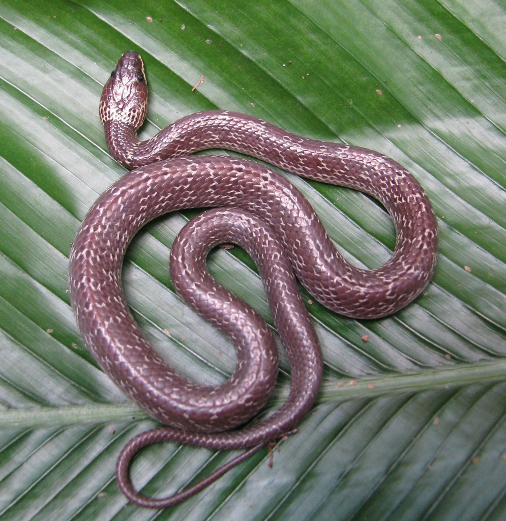 Common Wolf Snake from Seksyen 14, Petaling Jaya, Selangor, Malaysia on ...