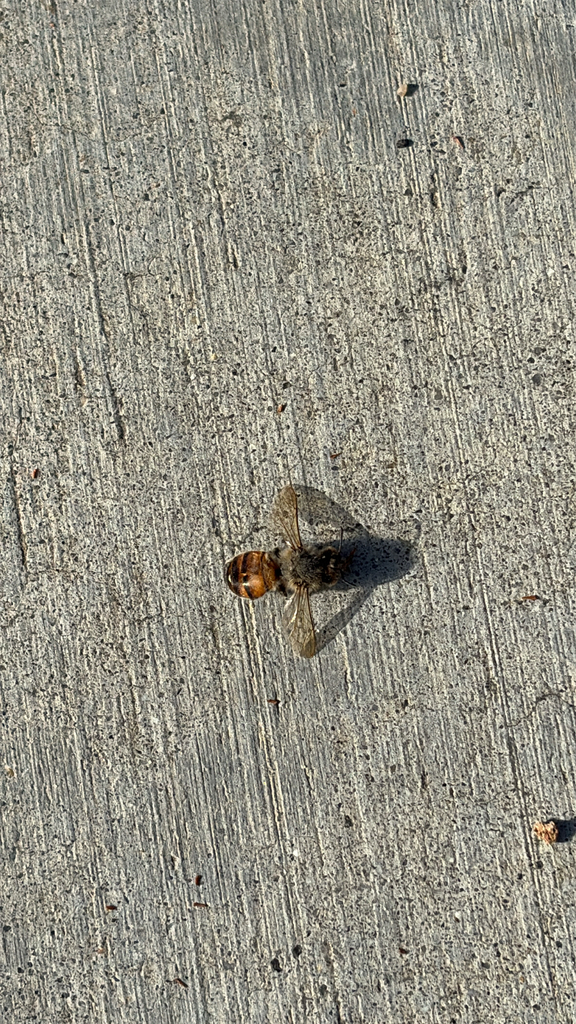 Western Honey Bee from Malibu, CA, US on February 06, 2026 at 09:32 AM ...
