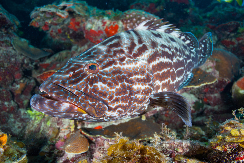 Black Grouper (Saltwater Fish of Mississippi) · iNaturalist