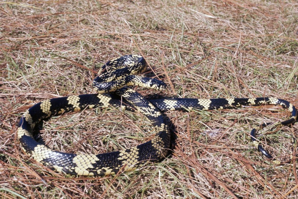 Chicken Snake (Spilotes pullatus) - Snakes and Lizards
