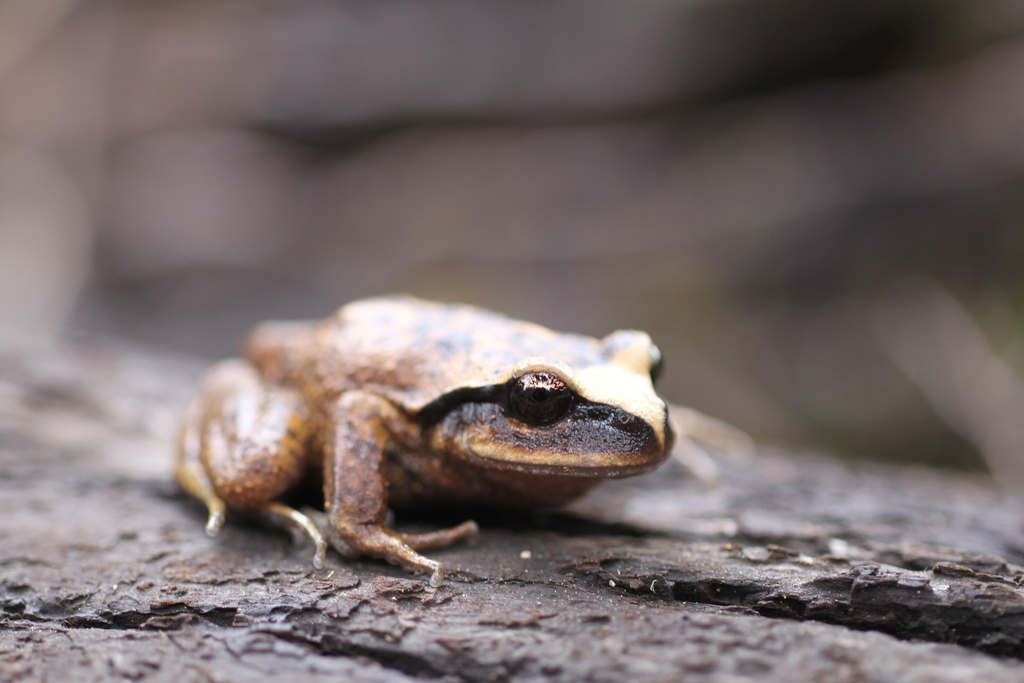 Vanzolini's Spiny-chest Frog in August 2014 by mmora · iNaturalist
