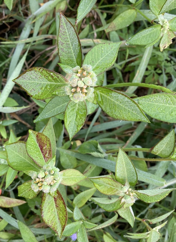 painted spurge from Malika, Mae Ai District, Chiang Mai, TH on January ...
