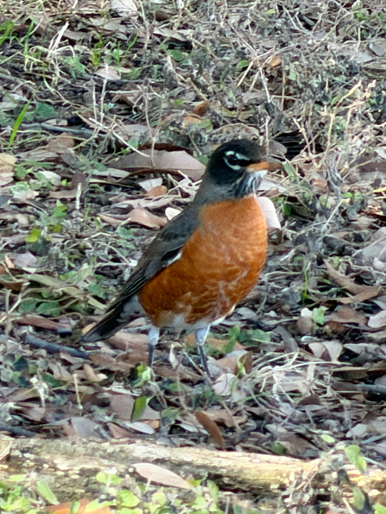 American Robin from E Campus Ln, San Antonio, TX, US on February 6 ...