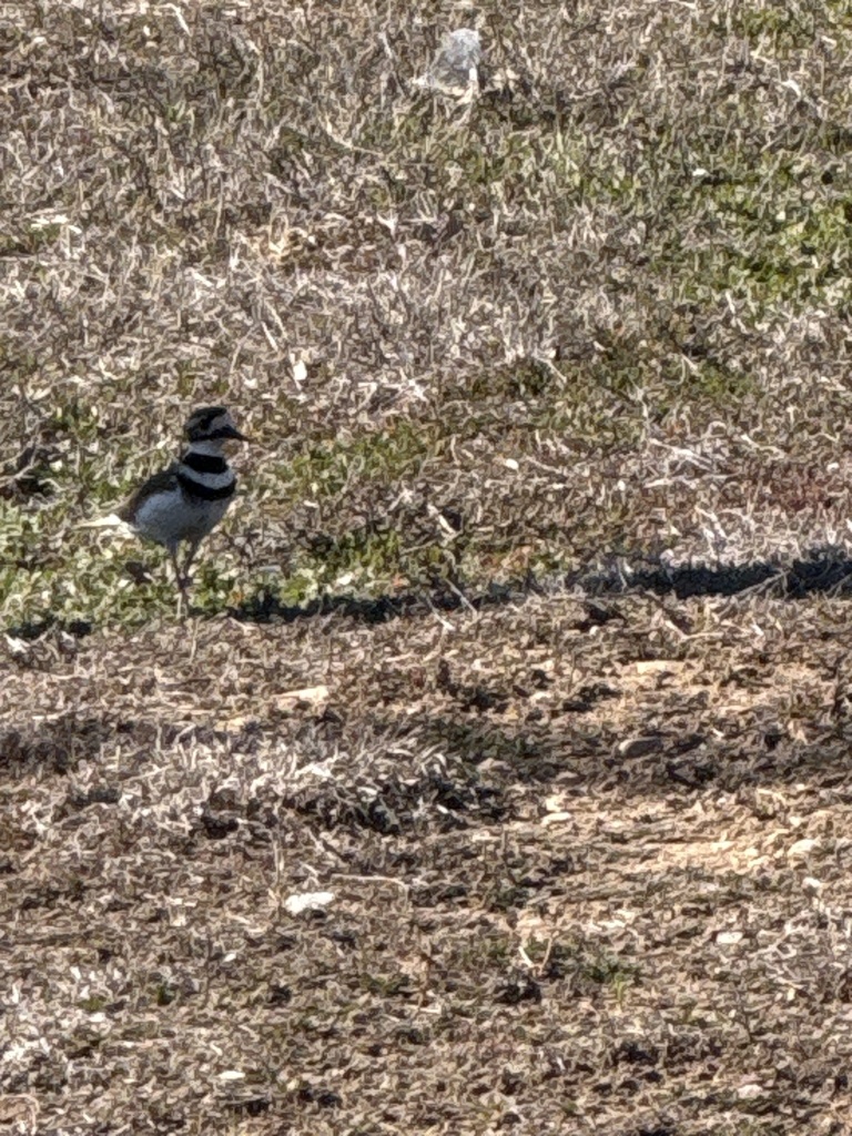 Killdeer from FM-1209, Cedar Creek, TX, US on February 6, 2026 at 02:38 ...