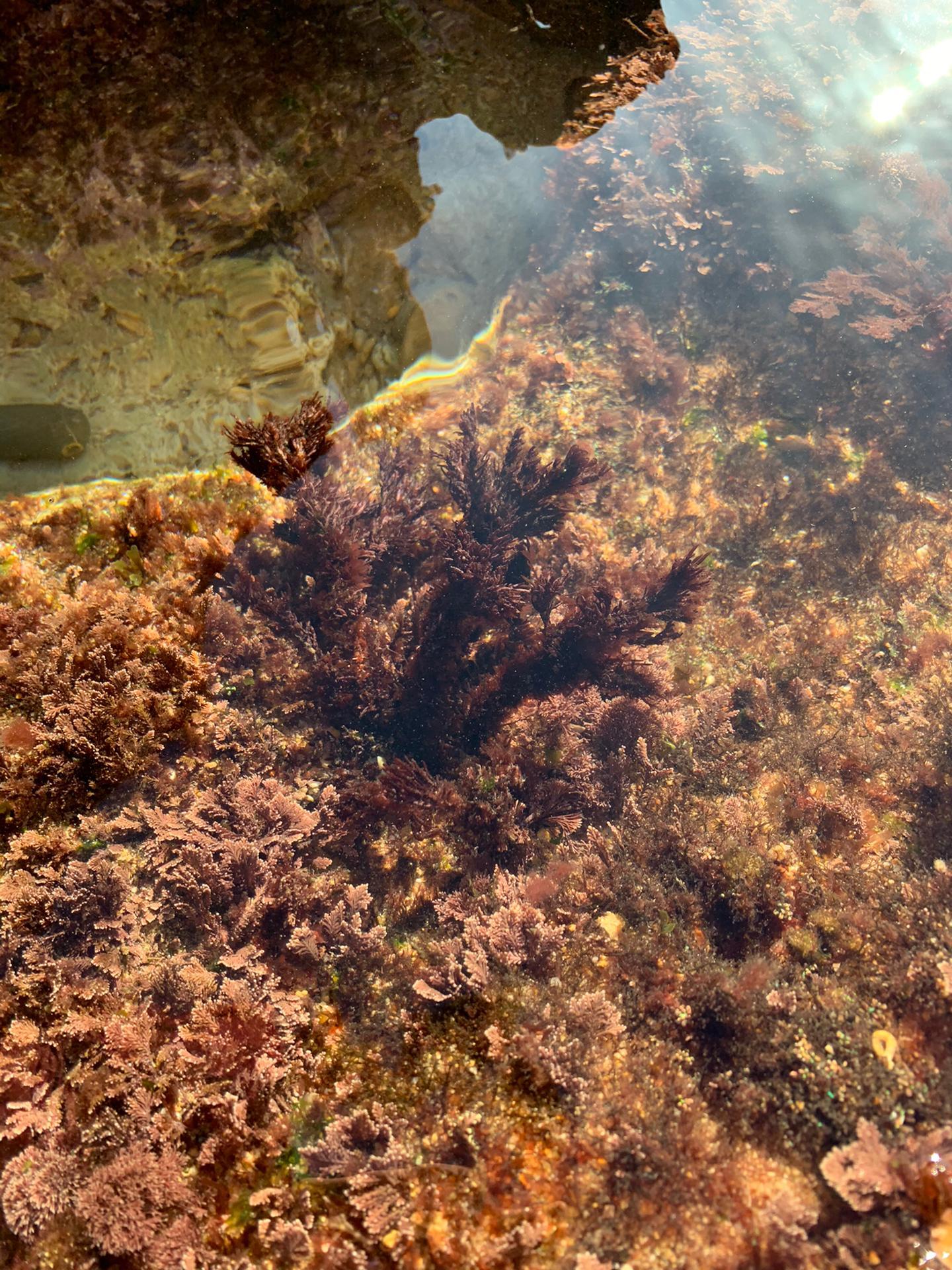 Halopithys incurvus (Huds.) Batters