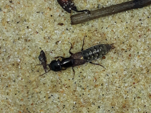 Cafius litoreus · iNaturalist