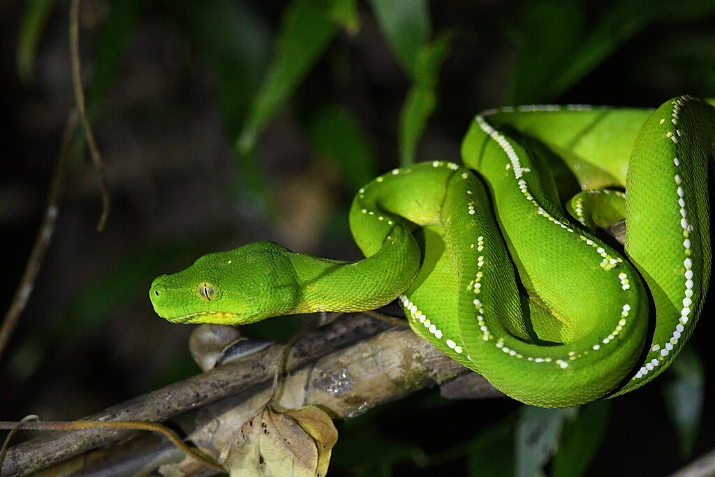 Southern Green Python from Iron Range QLD 4892, Australia on January 16 ...