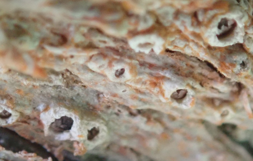 barnacle lichens from De Groote Kosyn, South Cape DC, South Africa on ...