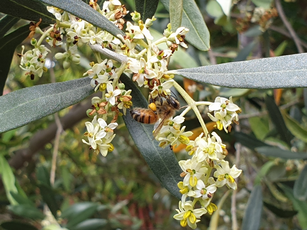 Western Honey Bee from Perth WA, Australia on October 12, 2019 at 01:52 ...