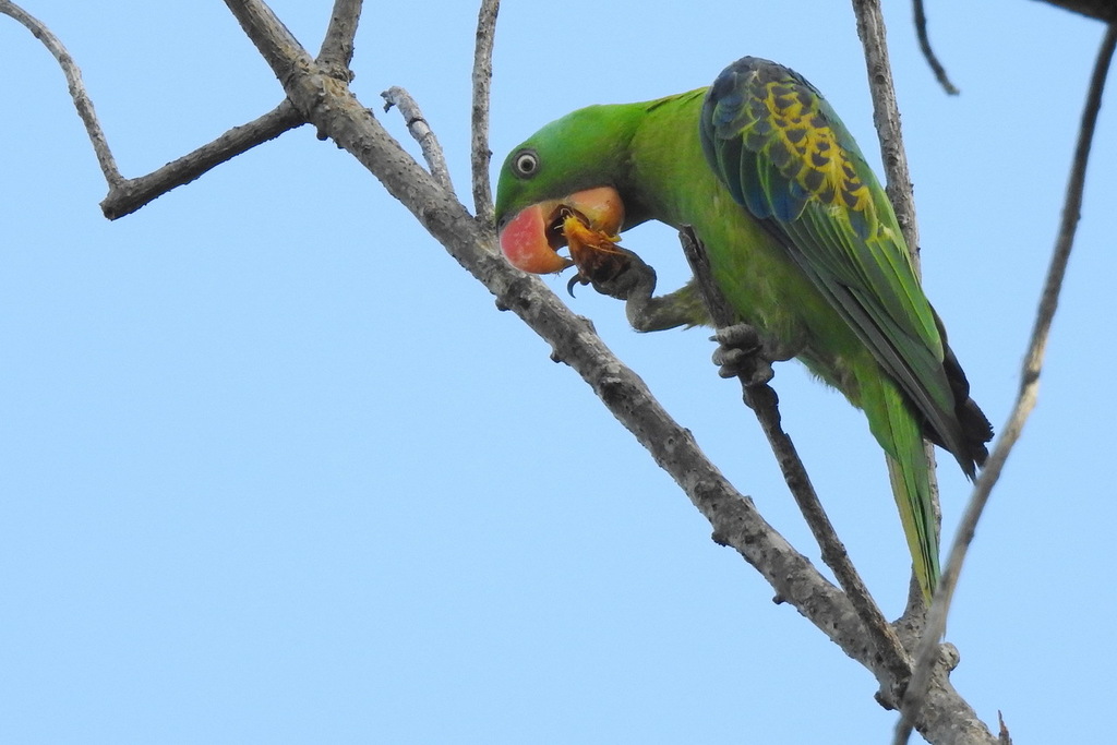 Large-billed Parrots (Tanygnathus) - Avian Discovery
