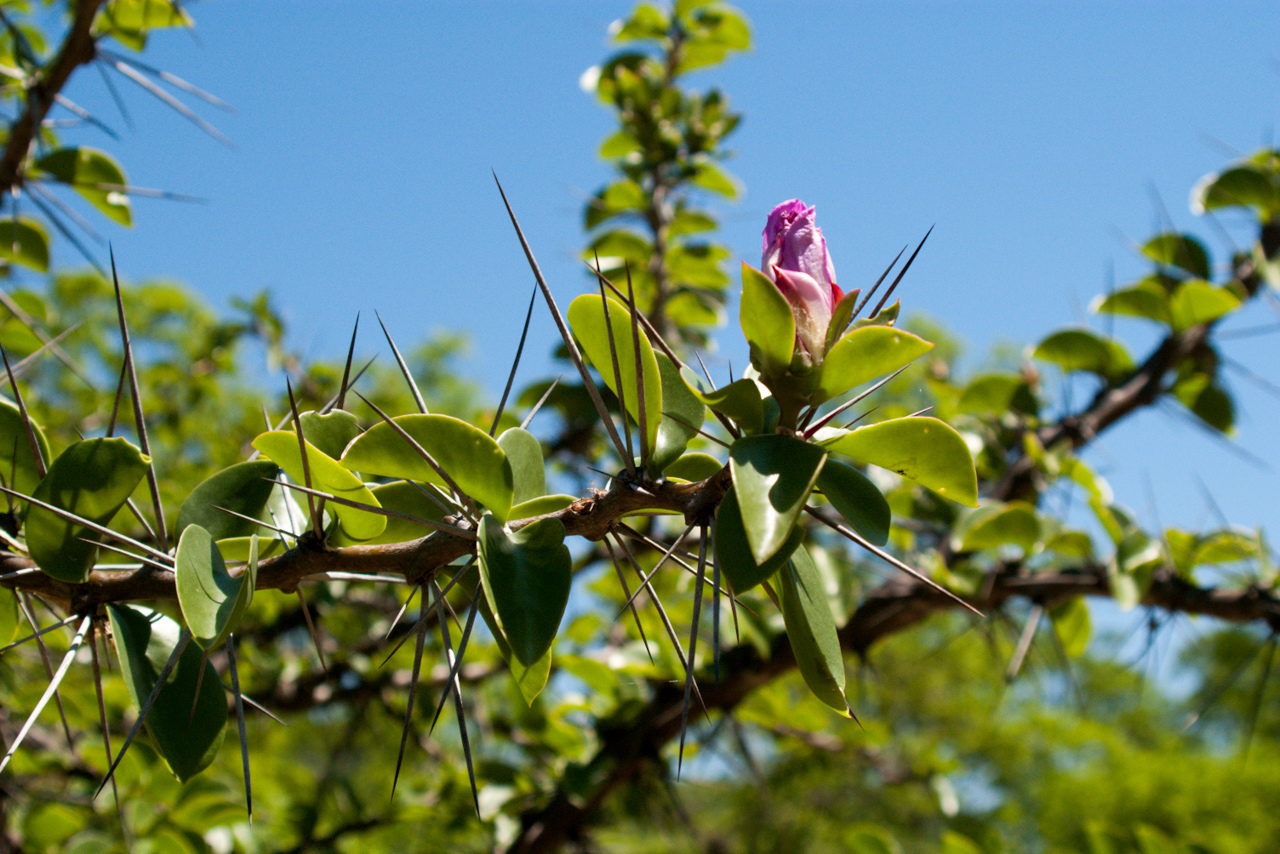 Pereskia sacharosa Griseb.