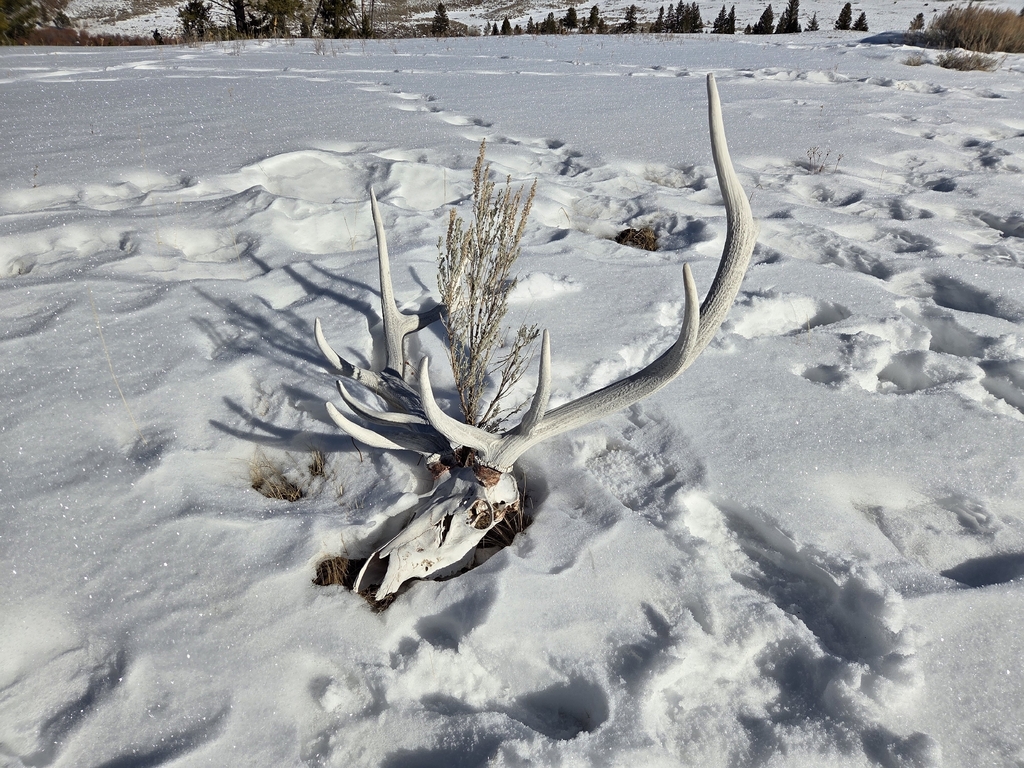 Wapiti from Mammoth, WY 82190, USA on February 6, 2026 at 01:14 PM by ...