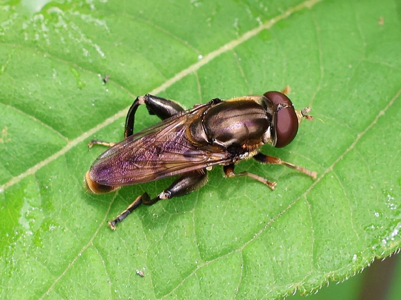 Common Thick-leg Fly from Oakland Lake Wildflower Meadow, Bayside ...