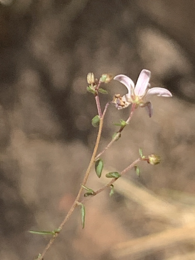 (Wahlenbergia parvifolia) - Botanical Realm