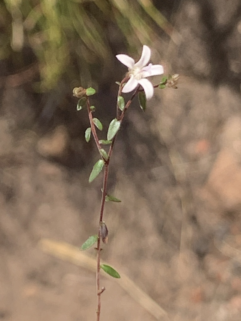 (Wahlenbergia parvifolia) - Botanical Realm