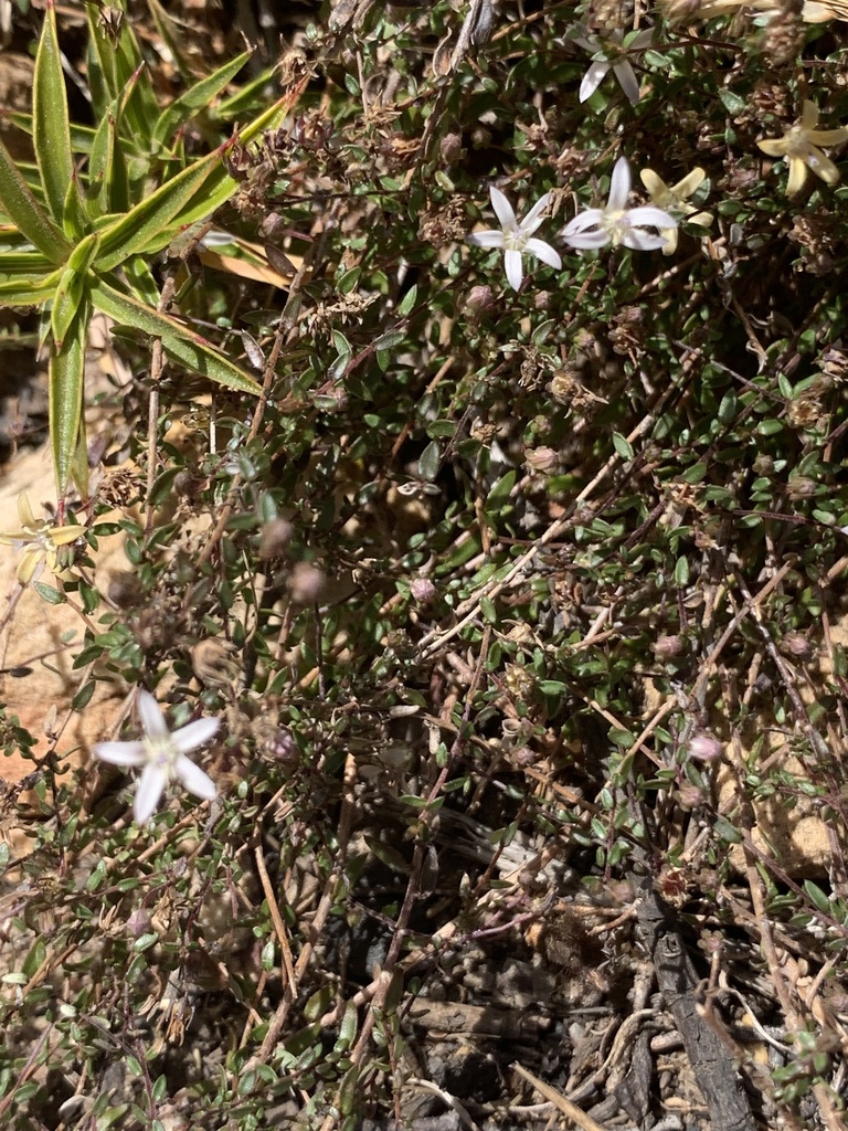 (Wahlenbergia parvifolia) - Botanical Realm