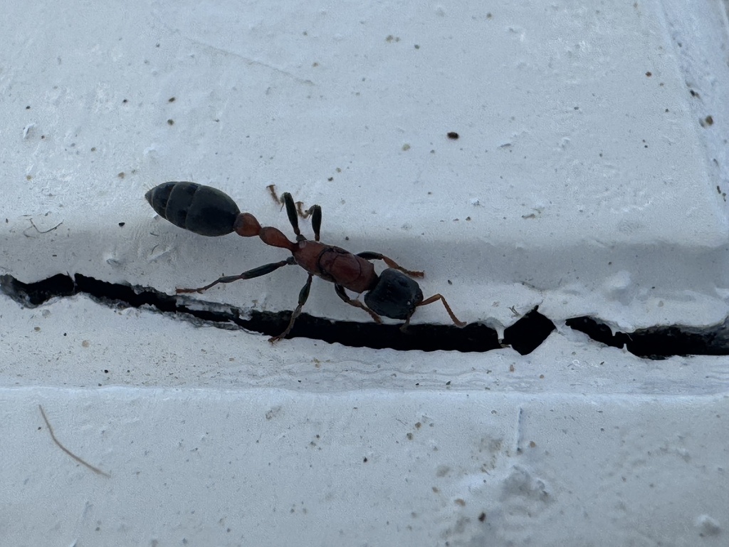 Arboreal Bicolored Slender Ant from Pu Island, Nuea Khlong District ...