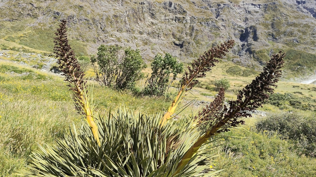 Aciphylla horrida from Hopkins Valley, New Zealand on February 7, 2026 ...