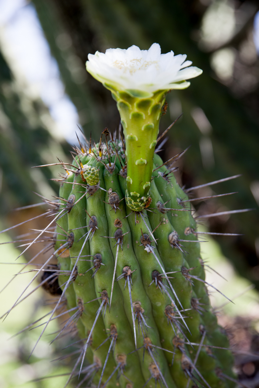 Stetsonia Coryne Cactus