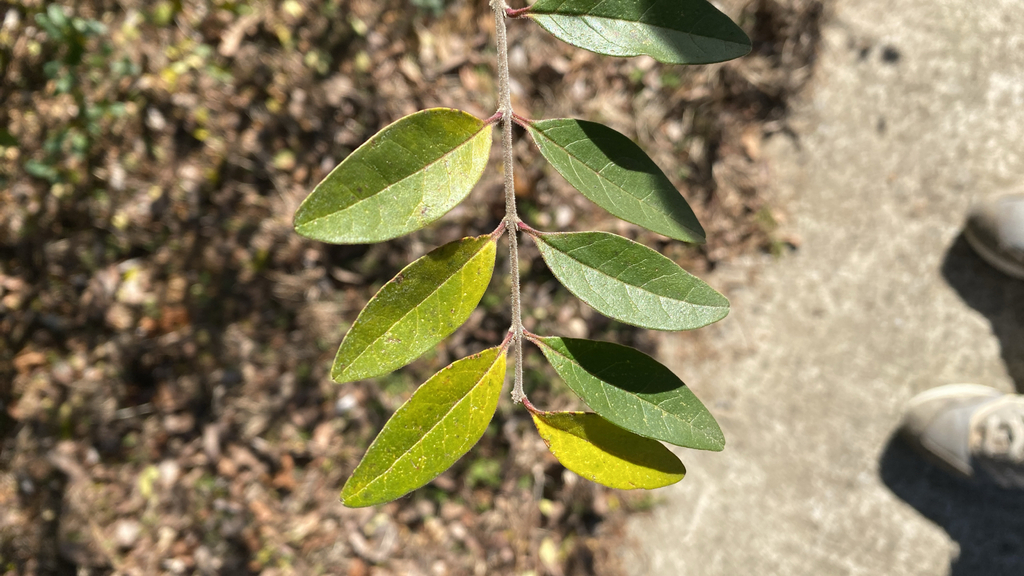 privets on February 6, 2026 at 03:07 PM by David Torres · iNaturalist