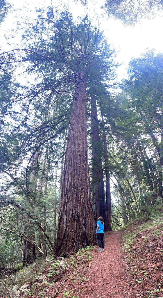 coast redwood in February 2026 by Patrick Stoltz Baseball · iNaturalist