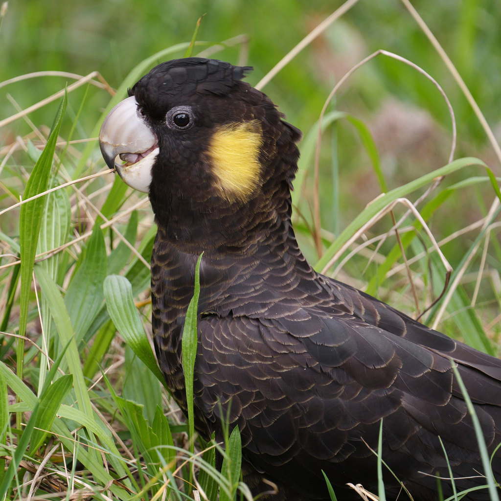 Yellow-tailed Black Cockatoo from Sydney NSW, Australia on July 13 ...