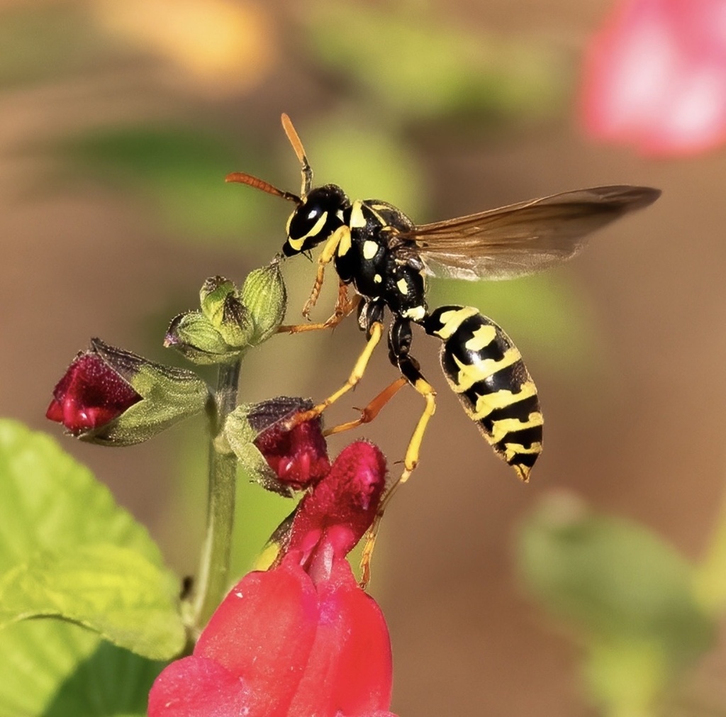 European Paper Wasp from San Tomas St, Davis, CA, US on June 30, 2024 ...