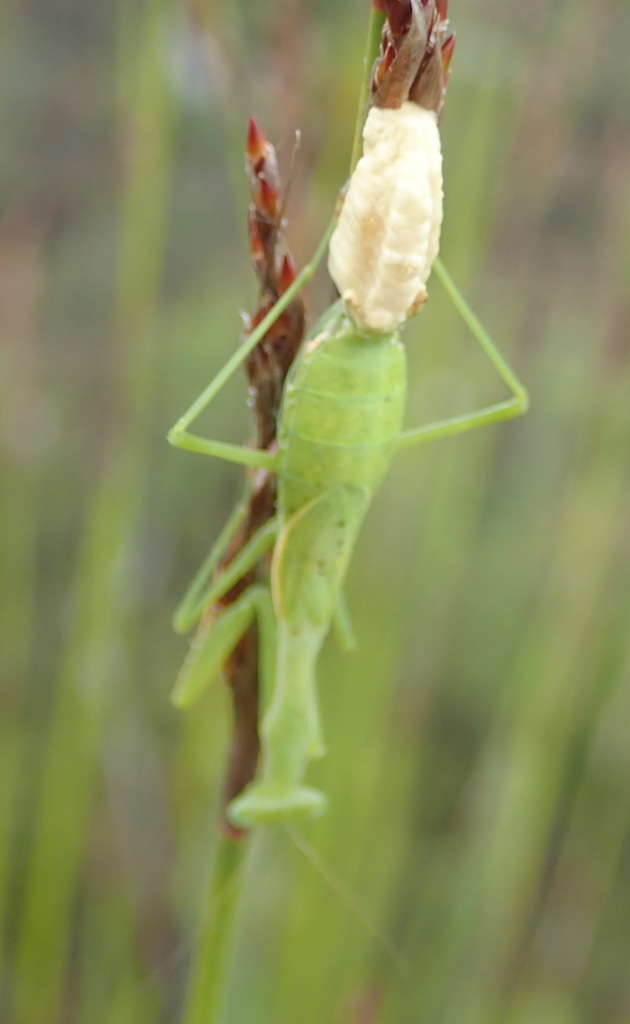 Miomantis from Bergplaas, South Cape DC, South Africa on February 7 ...