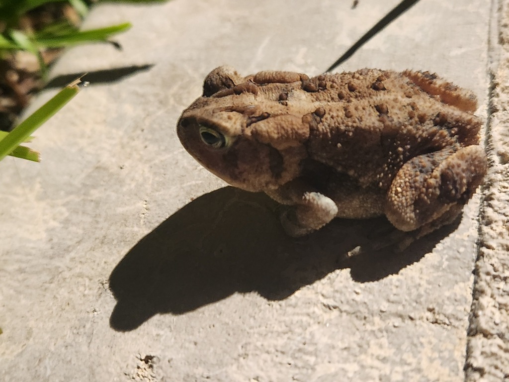 Southern Toad in July 2025 by Insectatologist · iNaturalist