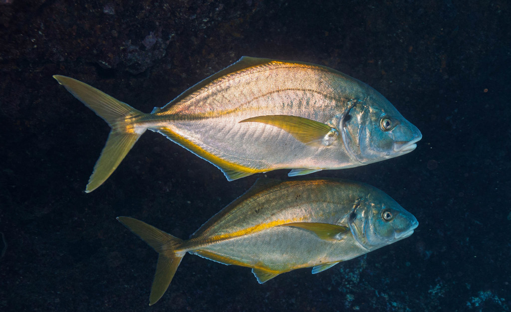 Silver Trevally (Pseudocaranx dentex) - Marine Life Identification