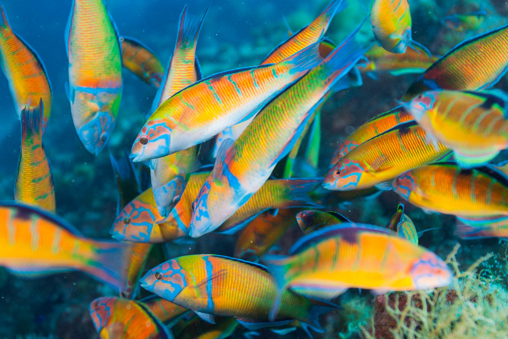 Thalassoma (GBR Biology_Biodiversity Index_Dreamtime Magic Wall ...