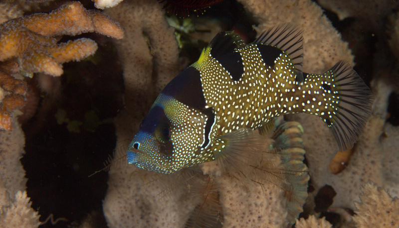 Pogonoperca punctata (Valenciennes, 1830)