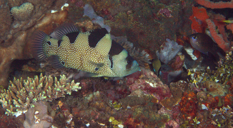 Pogonoperca punctata (Valenciennes, 1830)