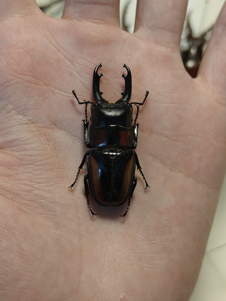 Prosopocoilus biplagiatus from 广西壮族自治区桂林市全州县石塘镇陂塘 on January 25, 2026 ...